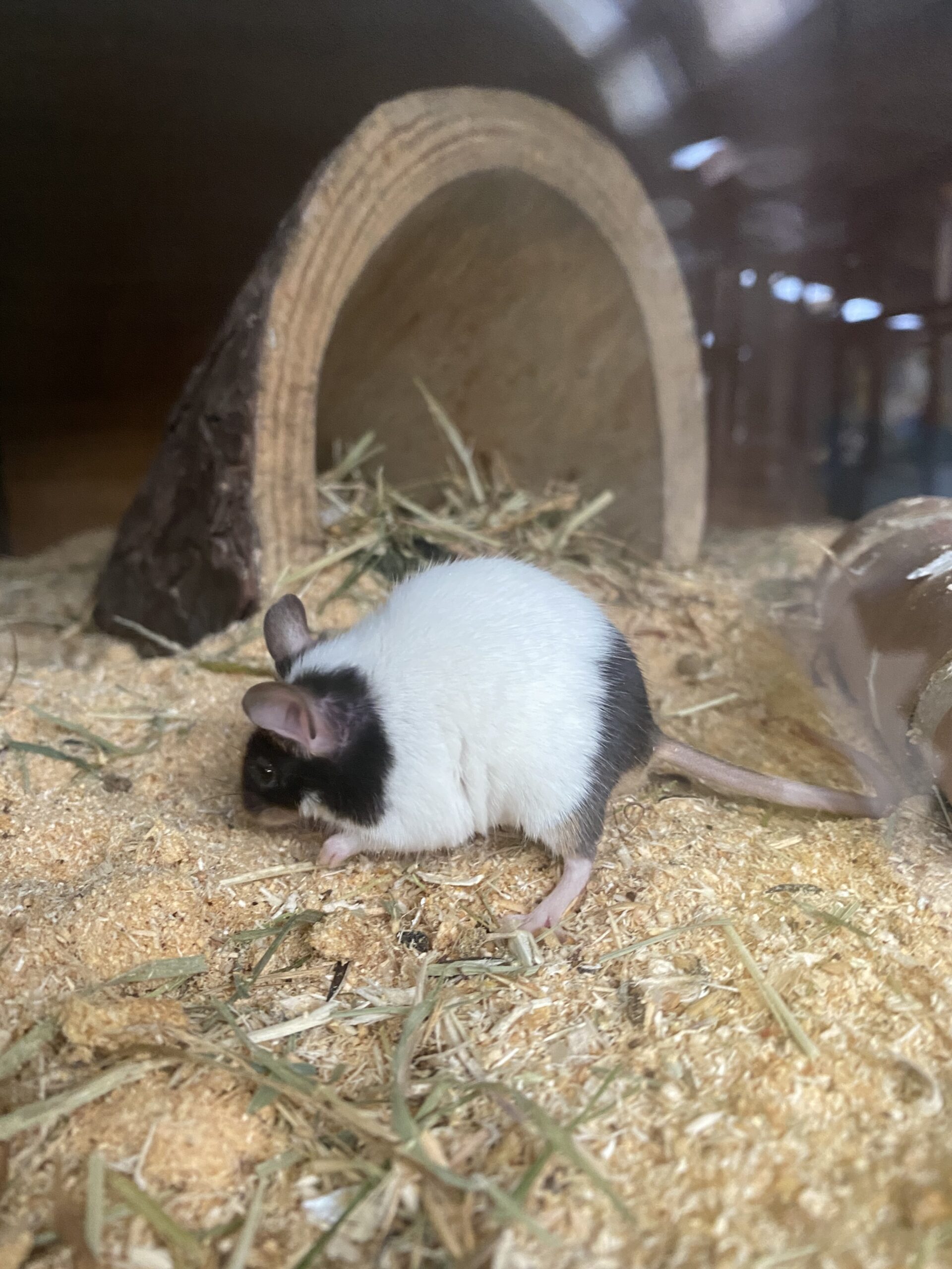 mice - Welcome to Leahy's Open Farm - Midleton, Co Cork