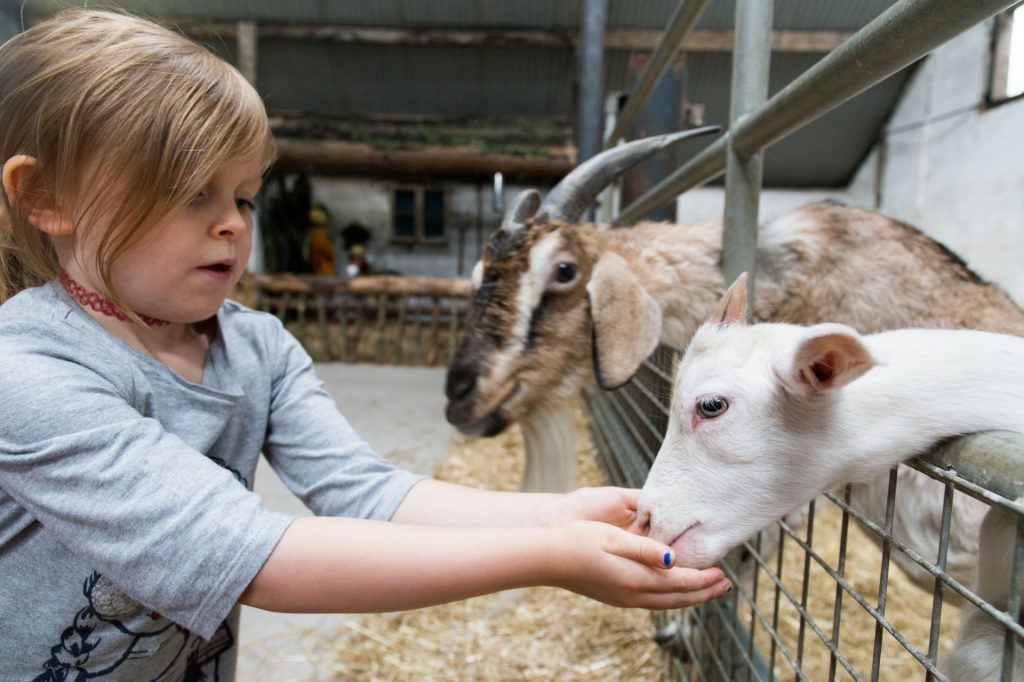 Leahy's Open Farm - Family Petting Farm & Activities